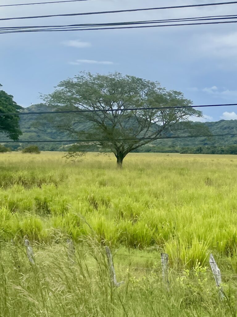 Nicoya Peninsula, a Pura Vida Blue Zone in Costa Rica - On the Wing ...